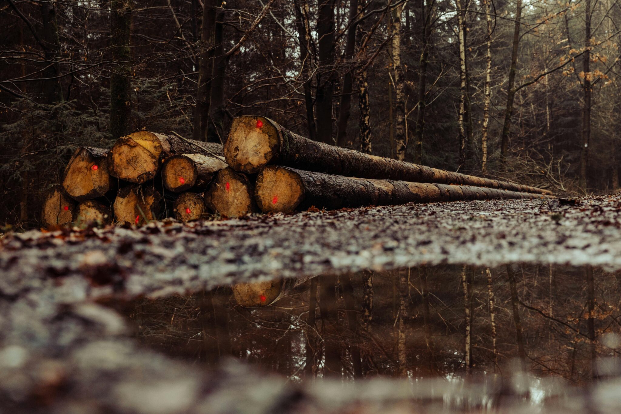 What’s the difference between Seasoned, Unseasoned, and Kiln-Dried Logs ...